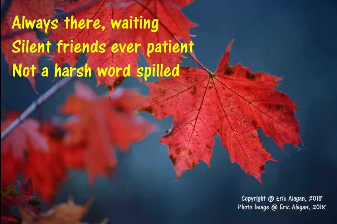 Haiku: My Tree Friends – Written Words Never Die